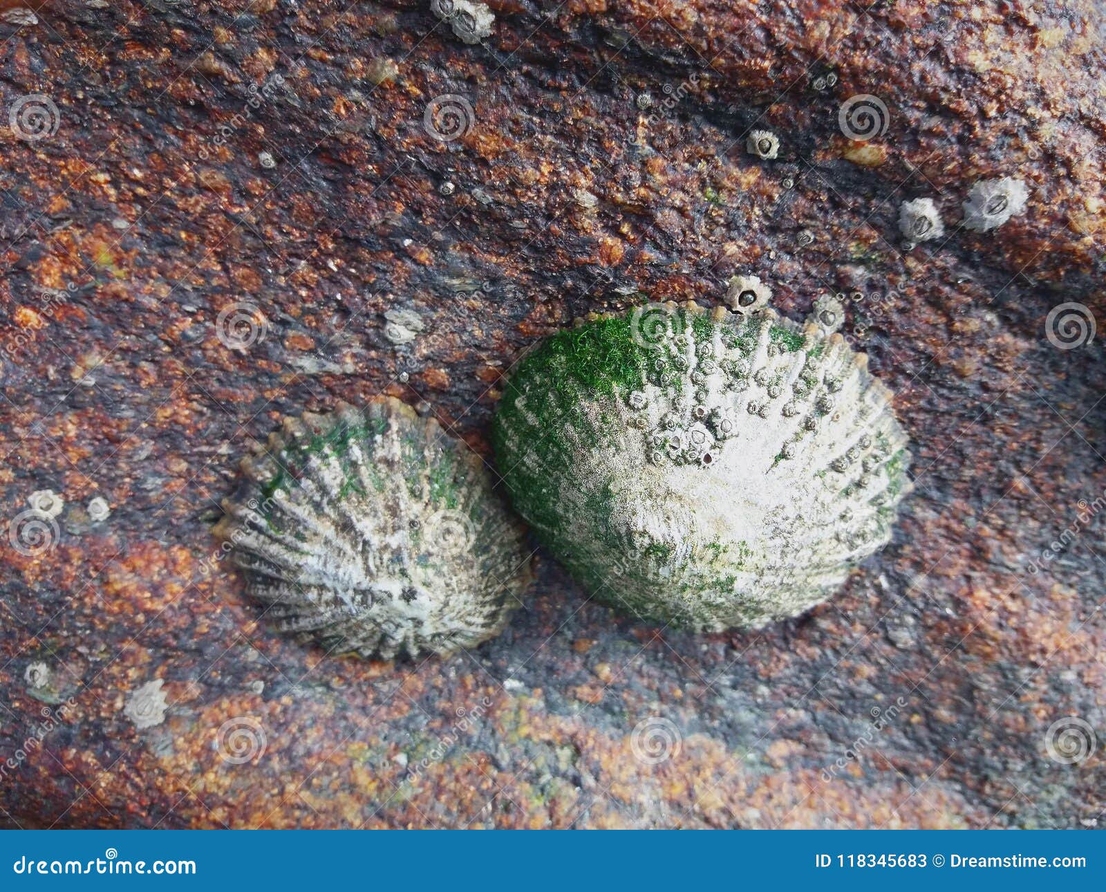 Shells Tied on a Rock on the Beach with the Reflection of the Sunshine ...