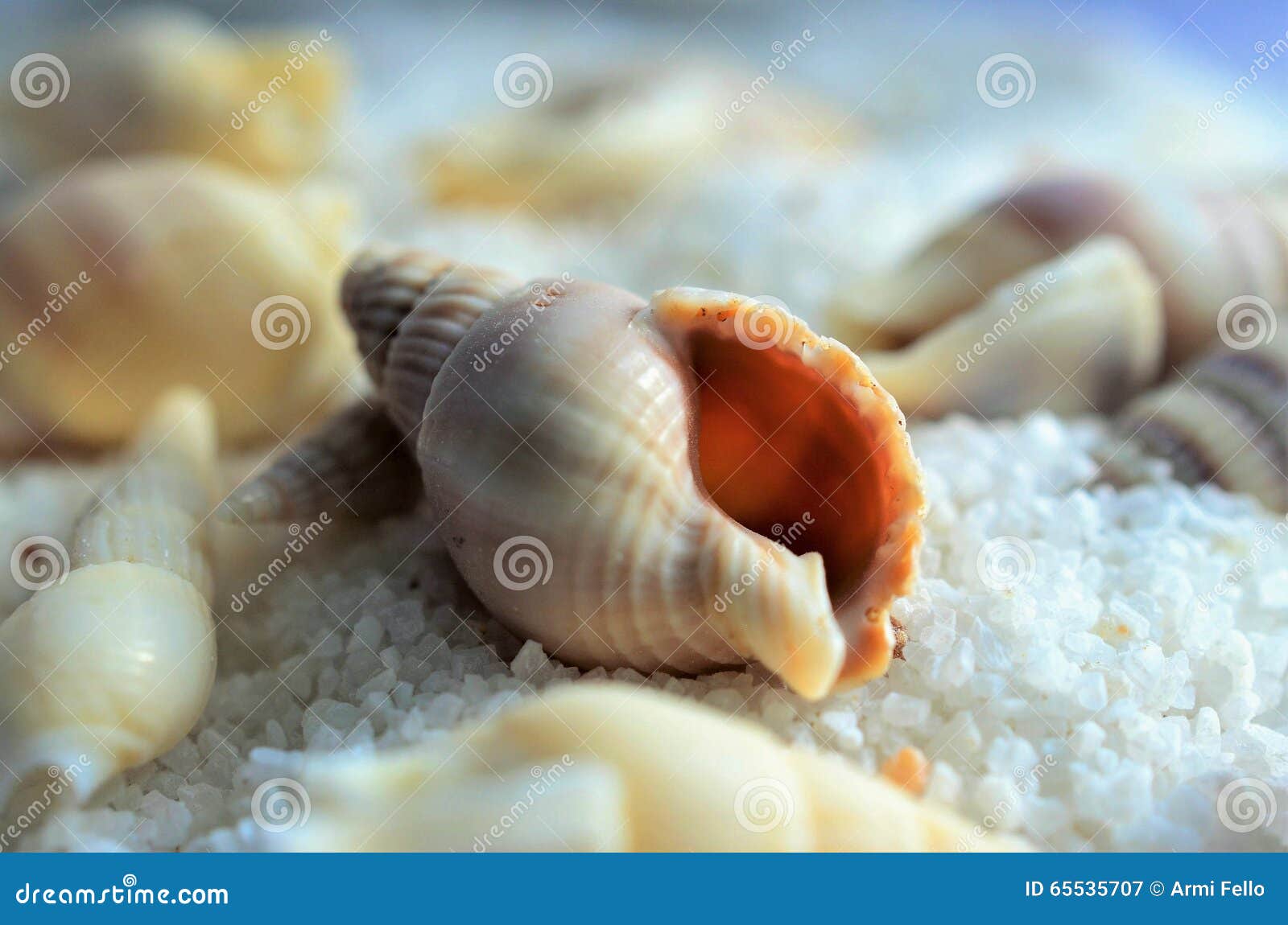 Shells stock image. Image of beach, seashels, fresh, sand - 65535707