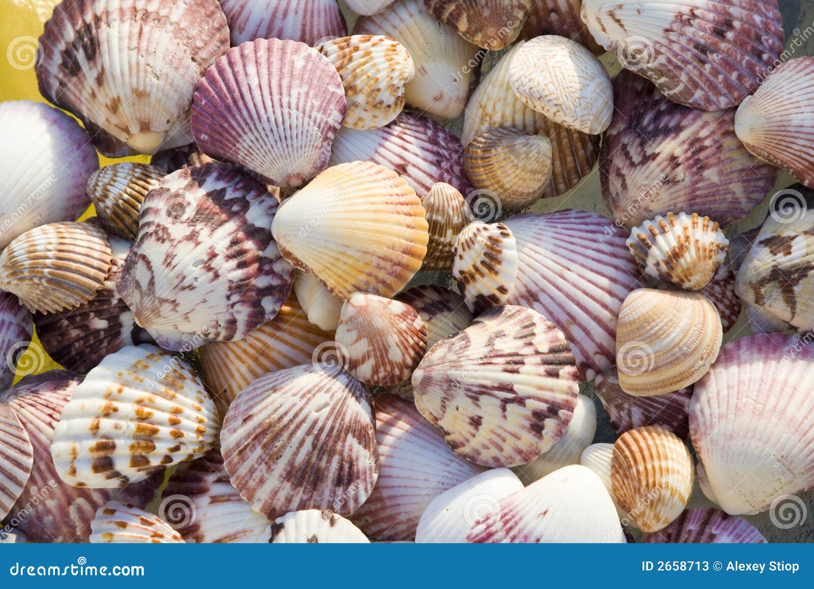 Shells, top view stock image. Image of pile, mollusk, orange - 2658713