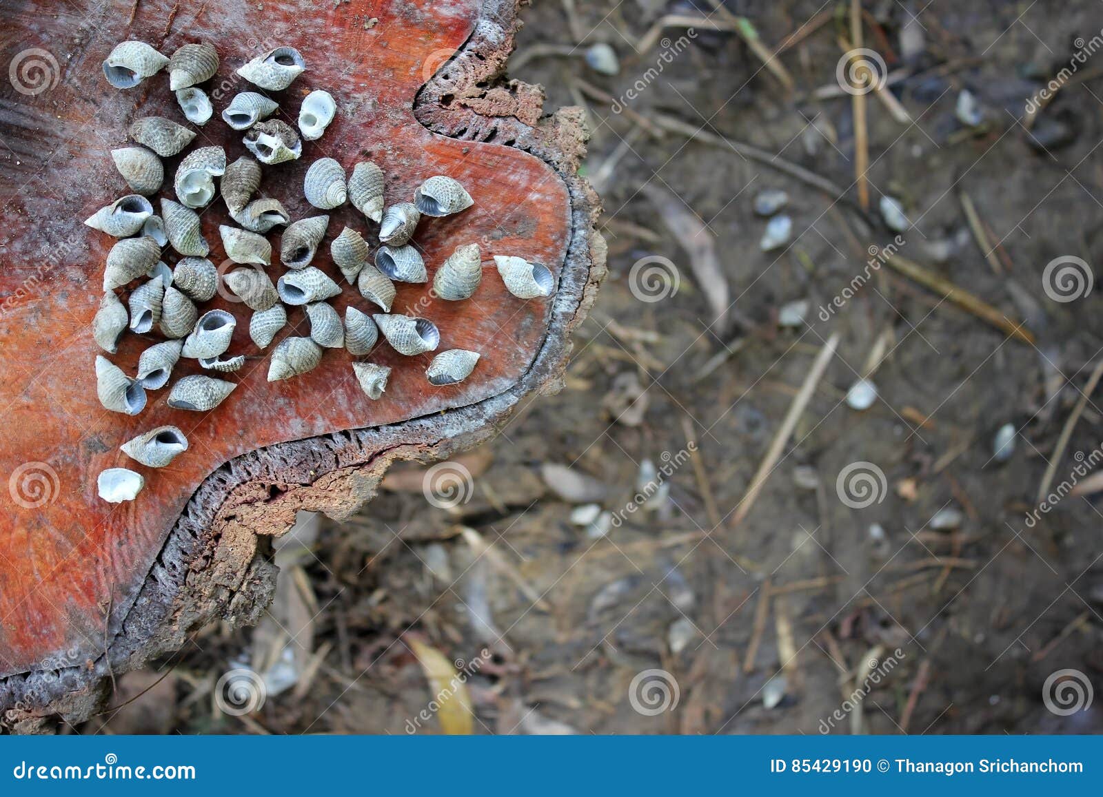 Shells on the tree stump. stock photo. Image of nature - 85429190