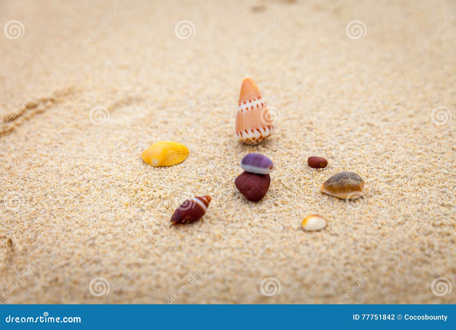 Shells on tropical beach stock photo. Image of calm, nature - 77751842