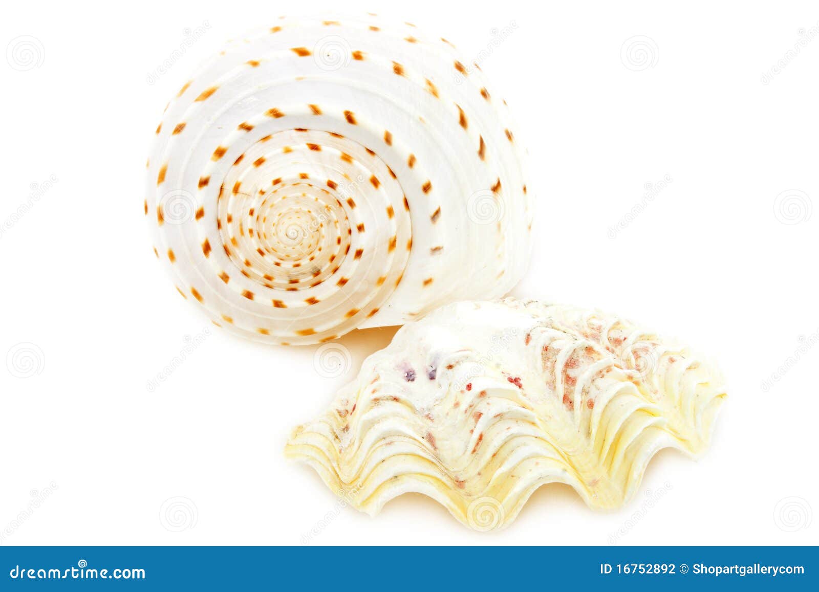 Shells - Tun Snail and Tridacna Gigas Stock Photo - Image of spiral ...