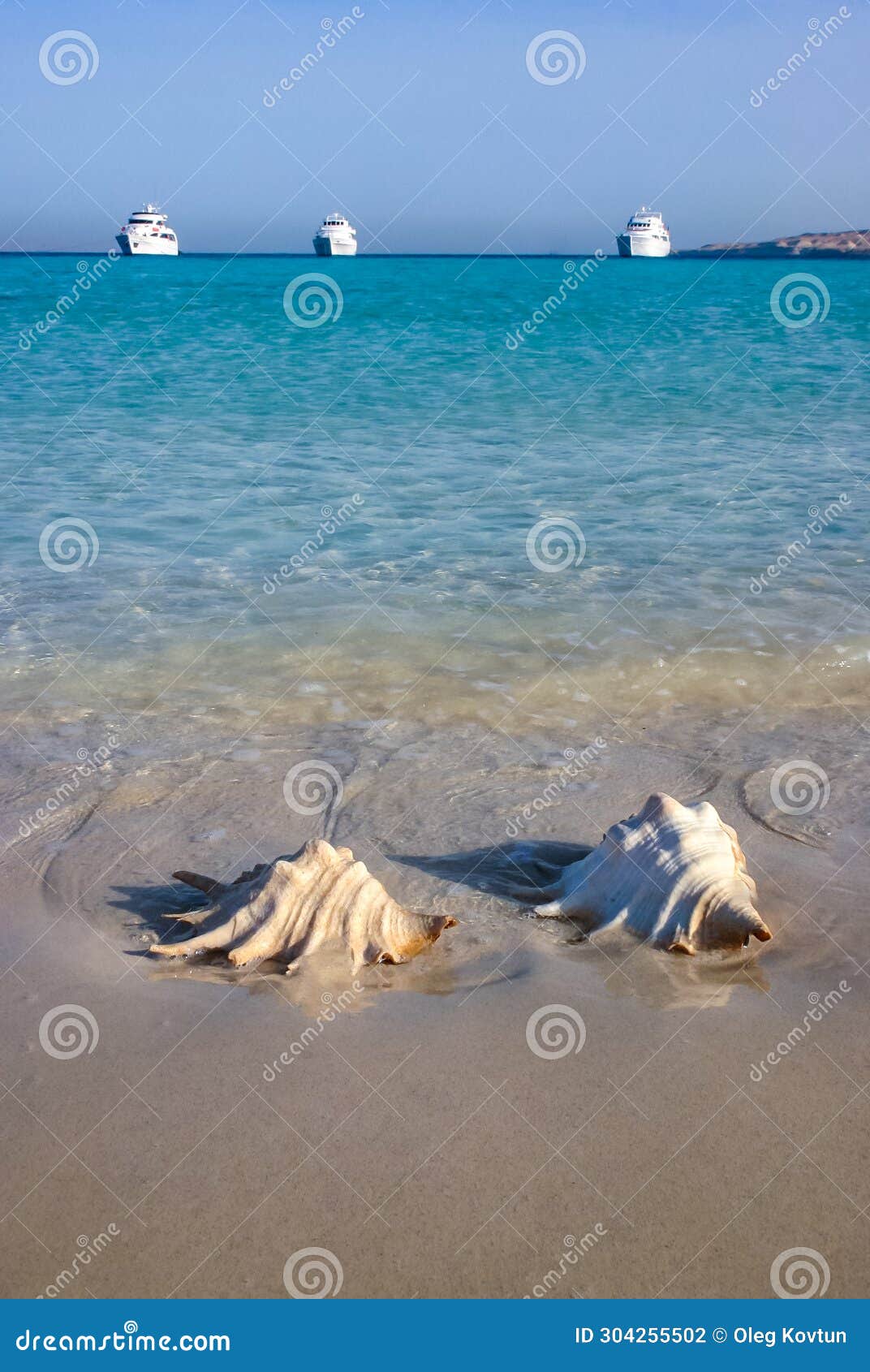 Shells of Two Large Gastropods on the Shore in the Red Sea Stock Photo ...