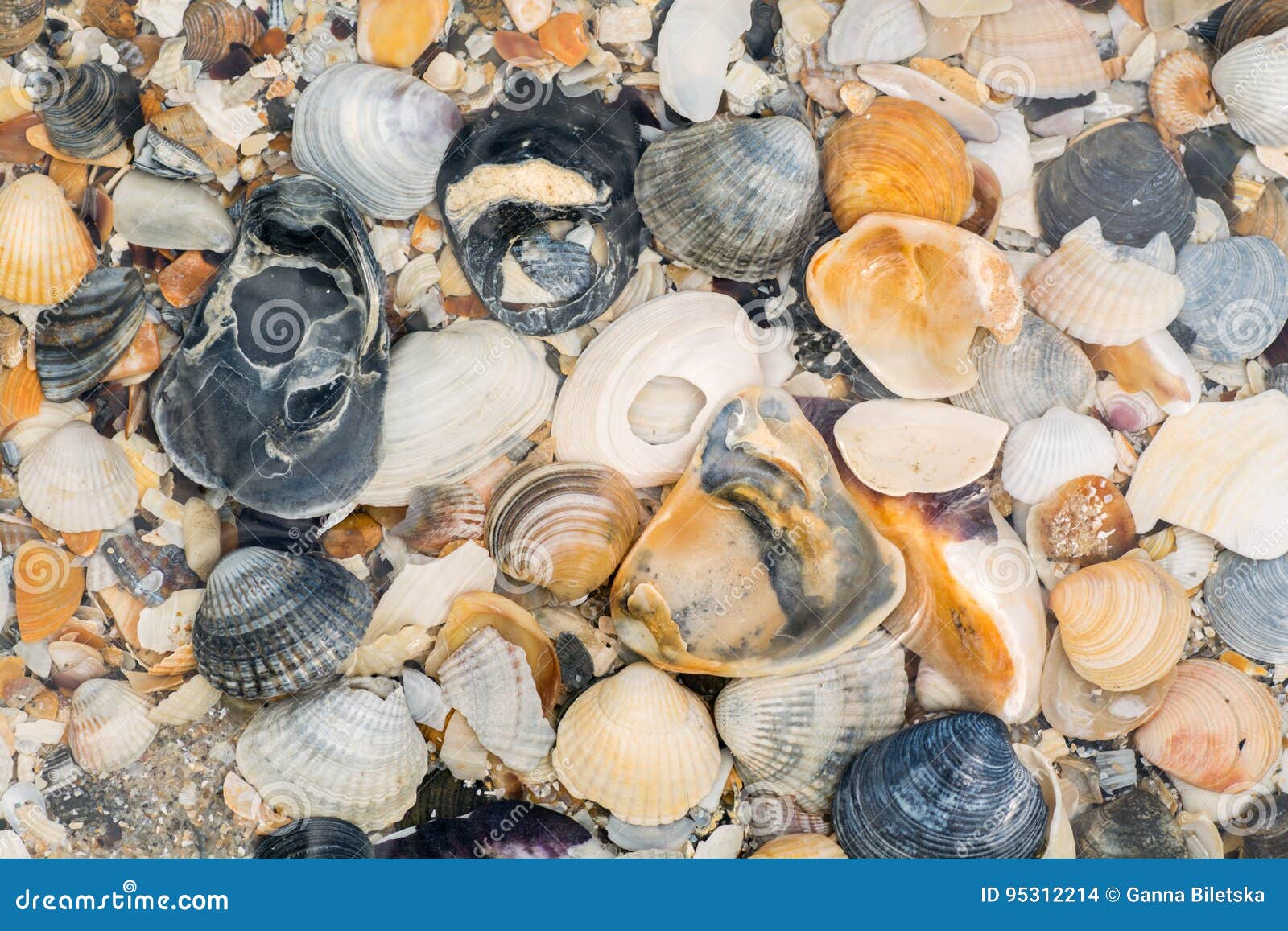 Shells Under the Sea by the Sea, Stock Photo - Image of beauty, water ...
