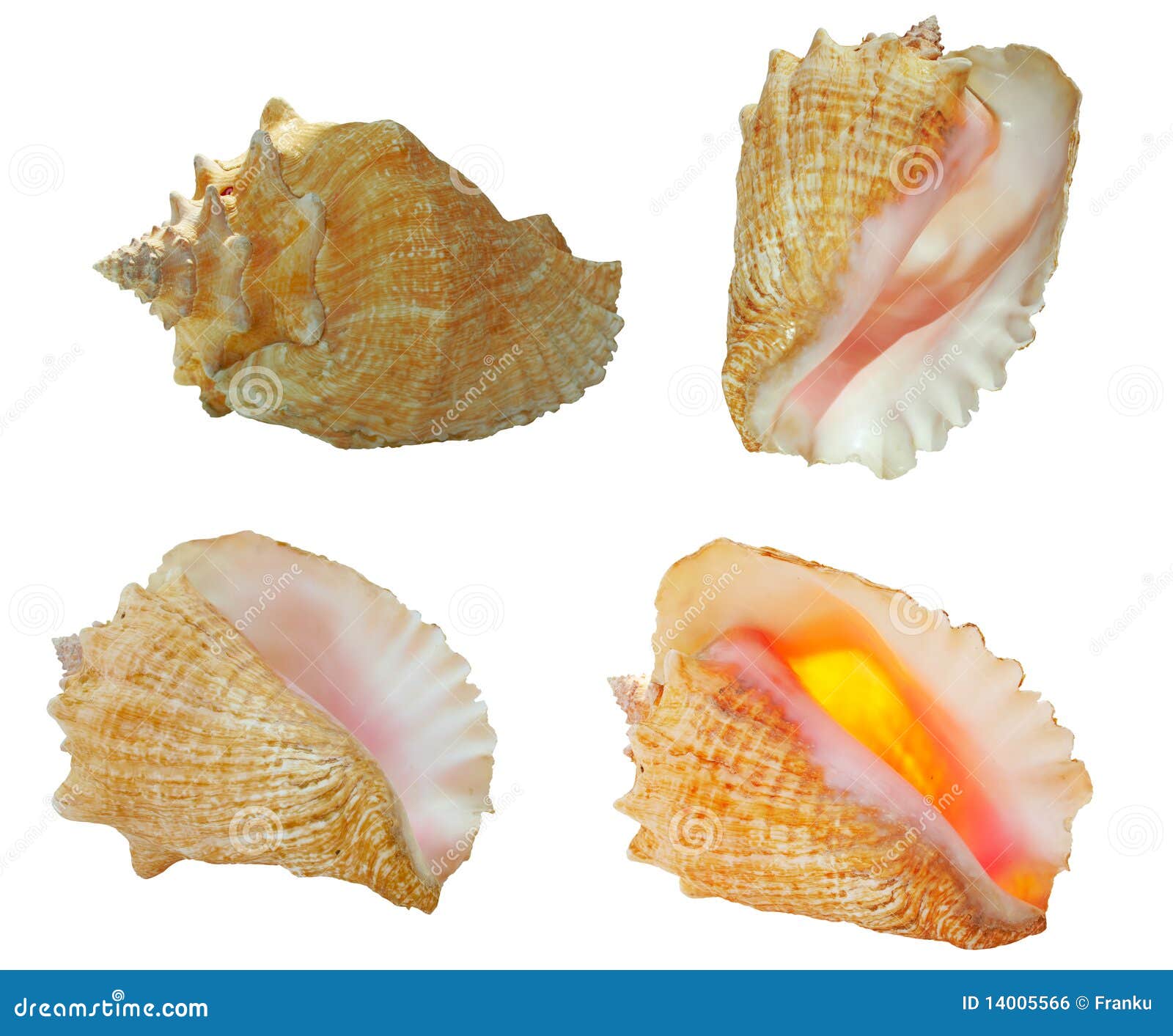 Shells Van De Kroonslak in 4 Meningen Stock Foto - Image of geïsoleerd ...