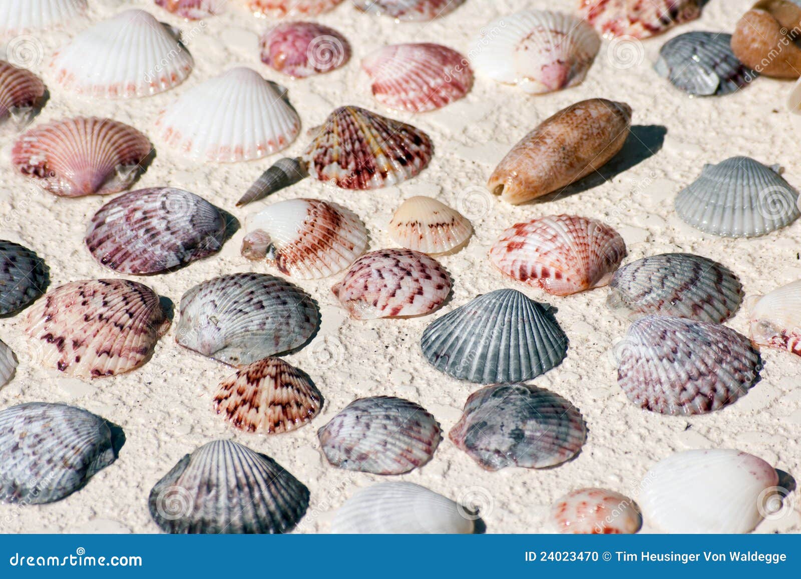 Shells van de mossel stock foto. Image of tweekleppigen - 24023470