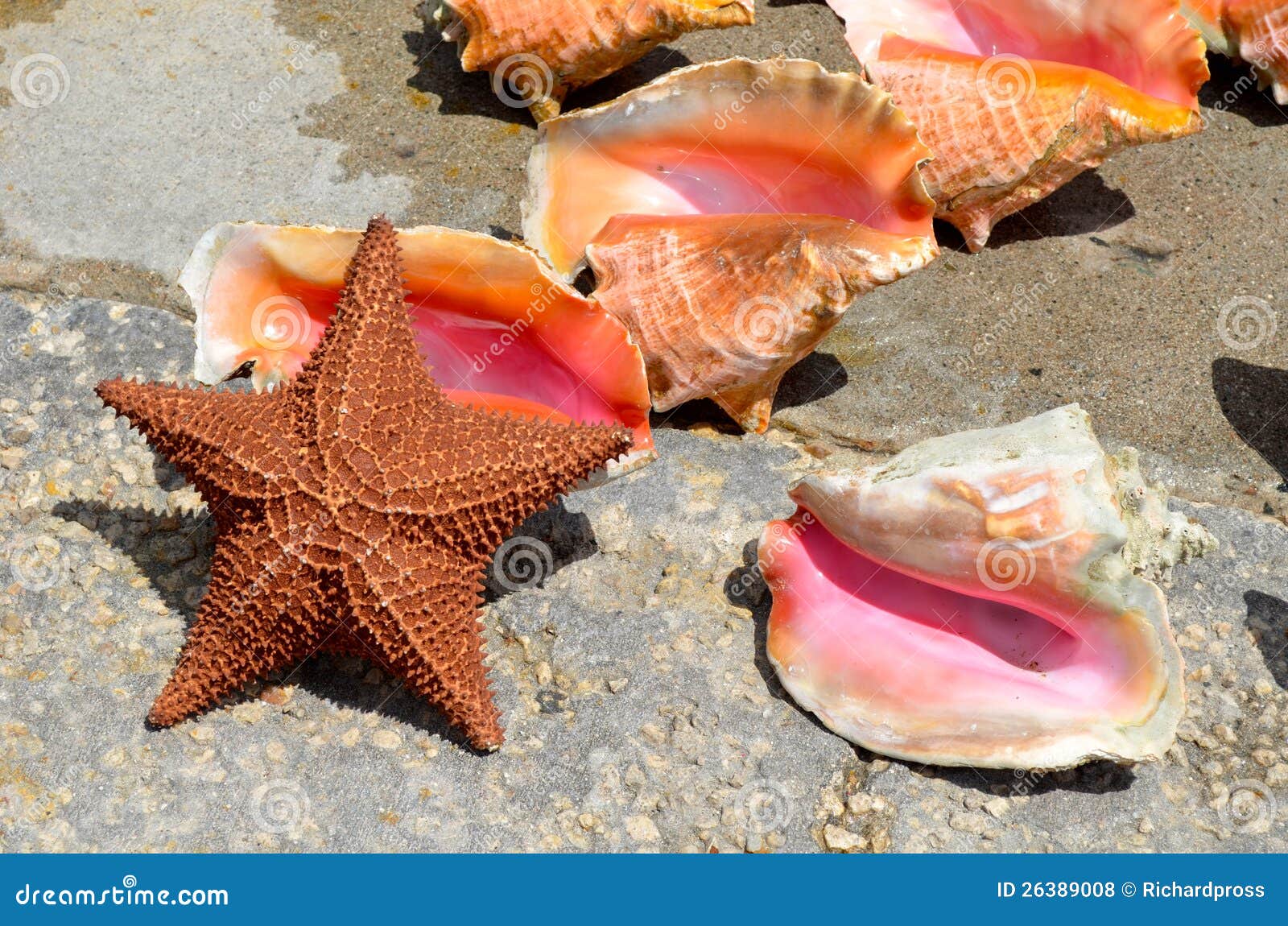 Shells Van De Zeester En Van De Kroonslak Stock Foto - Image of ...