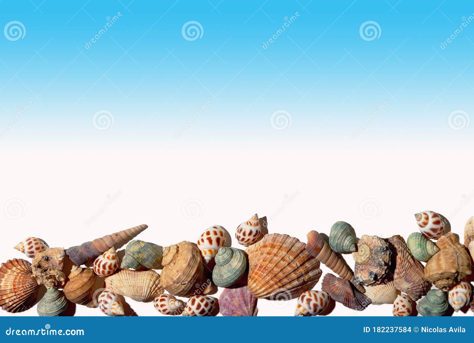 Shells of Various Types of Marine Mollusks on a Blue To White Gradient ...