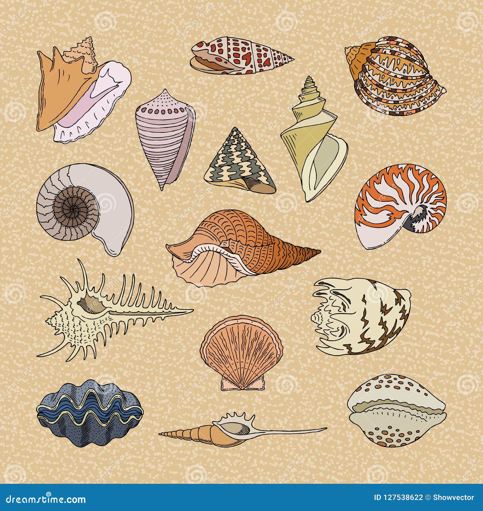 Shells Vector Marine Seashell and Ocean Cockle-shell Underwater ...