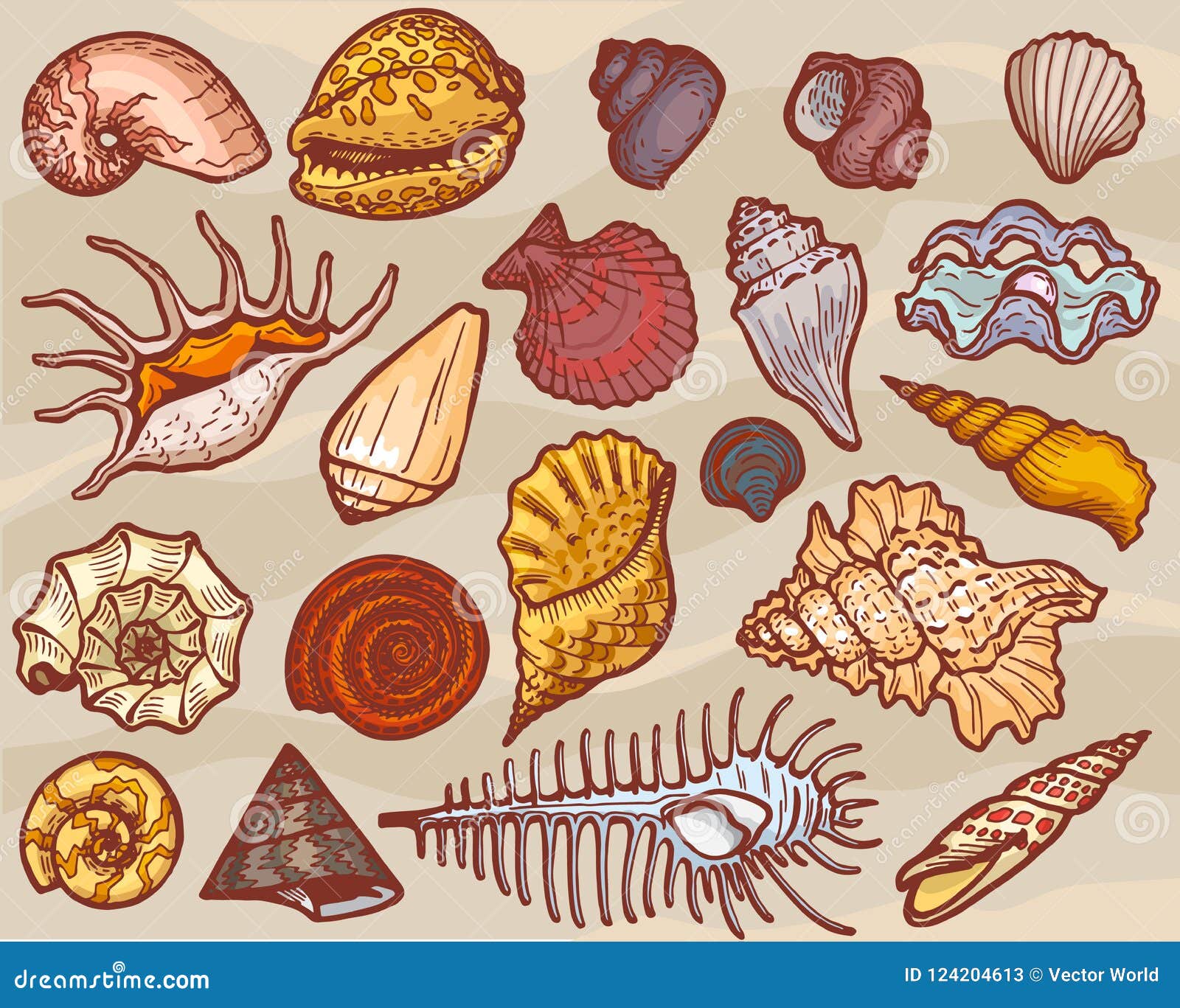 Shells Vector Marine Seashell and Ocean Cockle-shell Underwater or ...