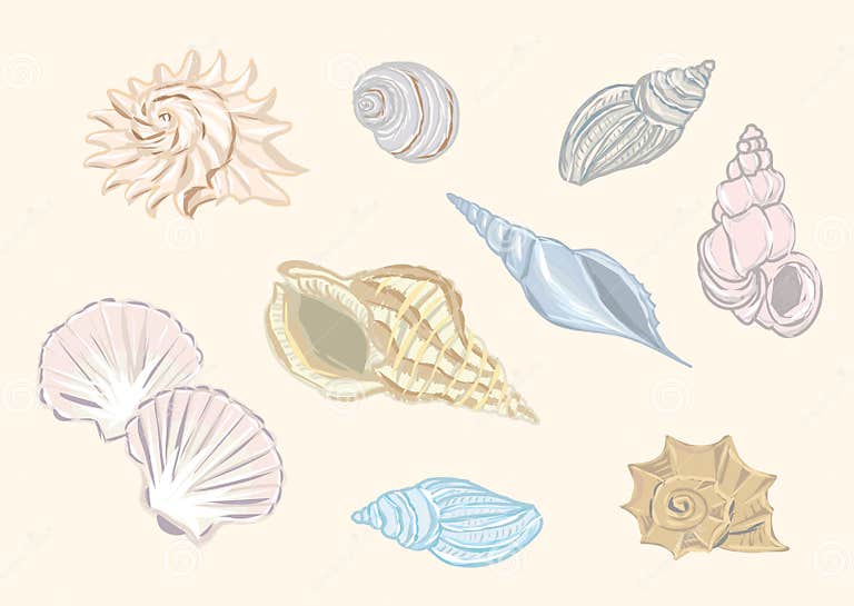 Shells vector set stock vector. Illustration of life - 44500309