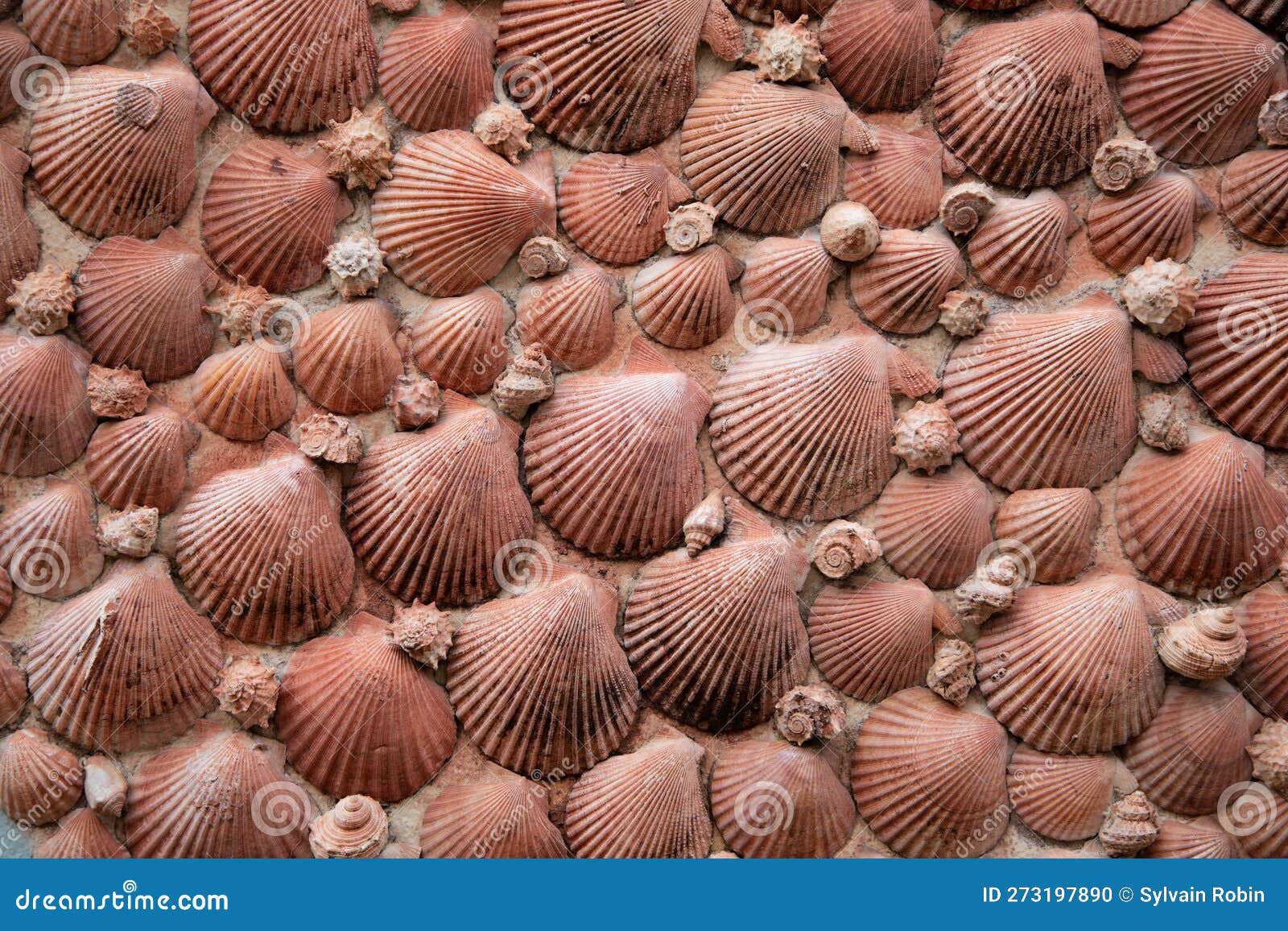 Shells Wall Construction Pink Scallop Shell for Background Texture ...