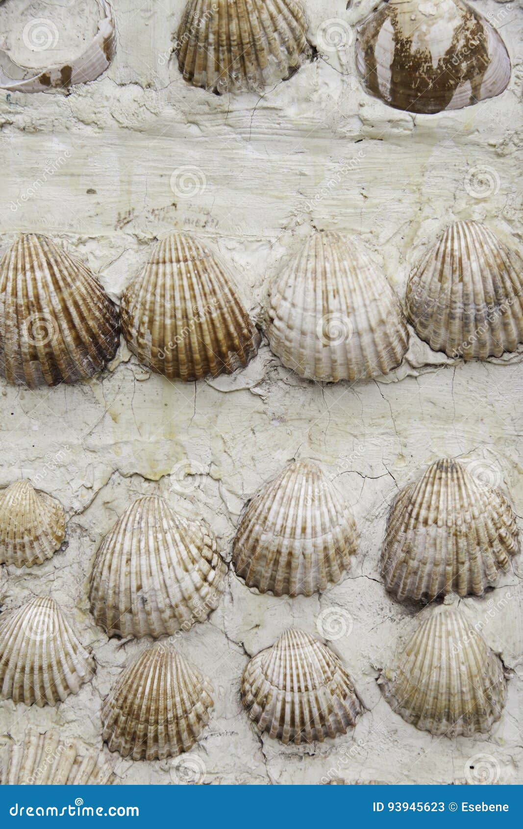 Shells on the wall stock image. Image of build, decorative - 93945623