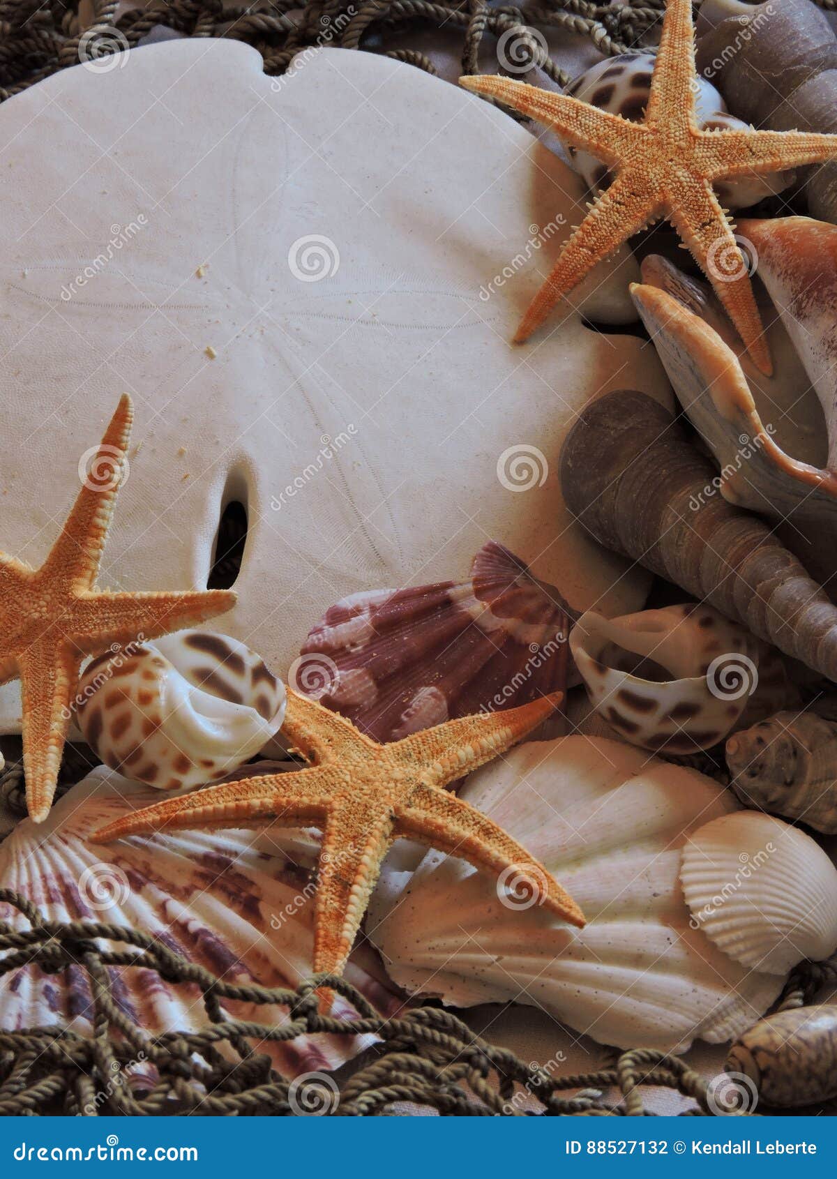 Shells Washed Ashore stock photo. Image of shells, echinoidea - 88527132