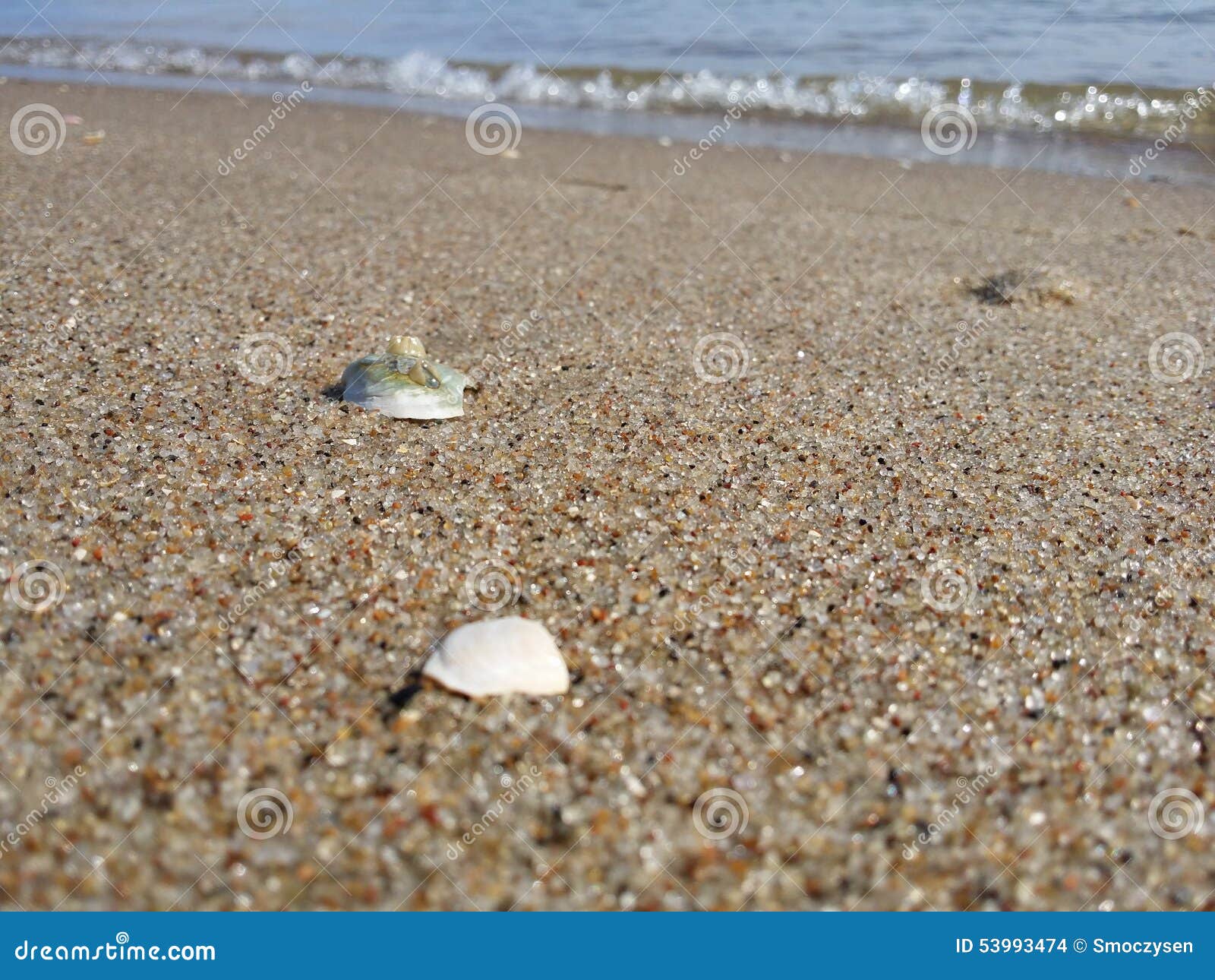 Shells stock photo. Image of shells, sand, beach, shell - 53993474