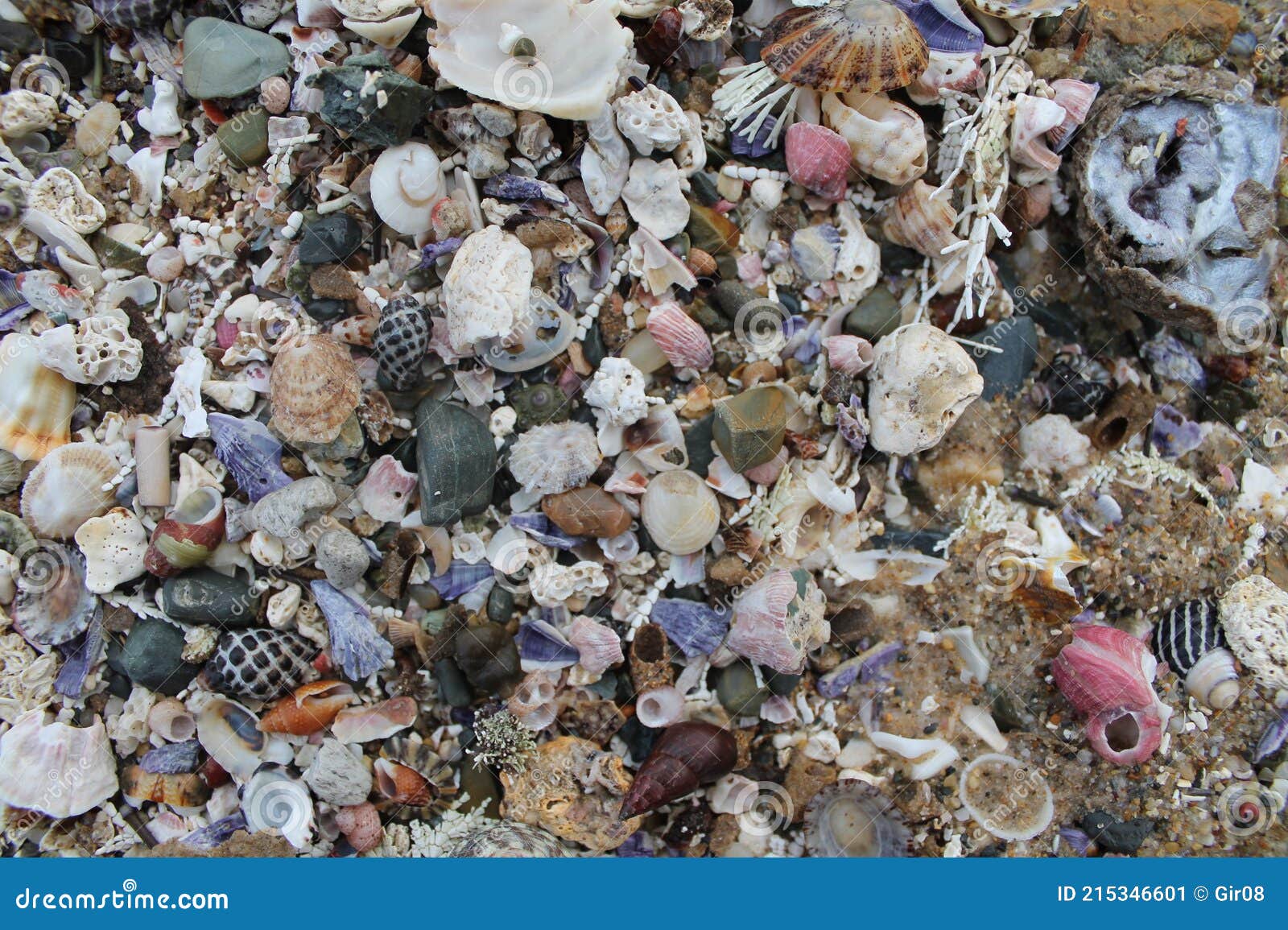 Shells and Washed Up Items on Rocky Shoreline in Australia Stock Image ...