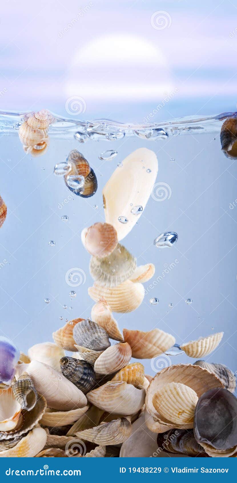 Shells in water. stock image. Image of seashell, shore - 19438229