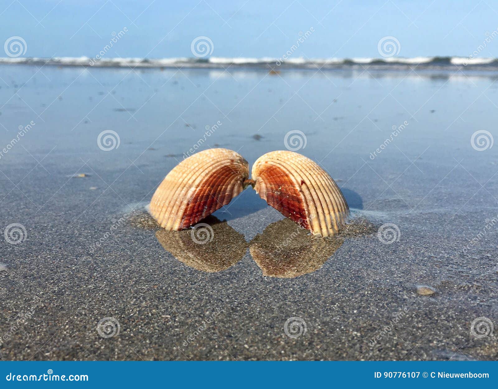 Shells in the water stock image. Image of water, beach - 90776107