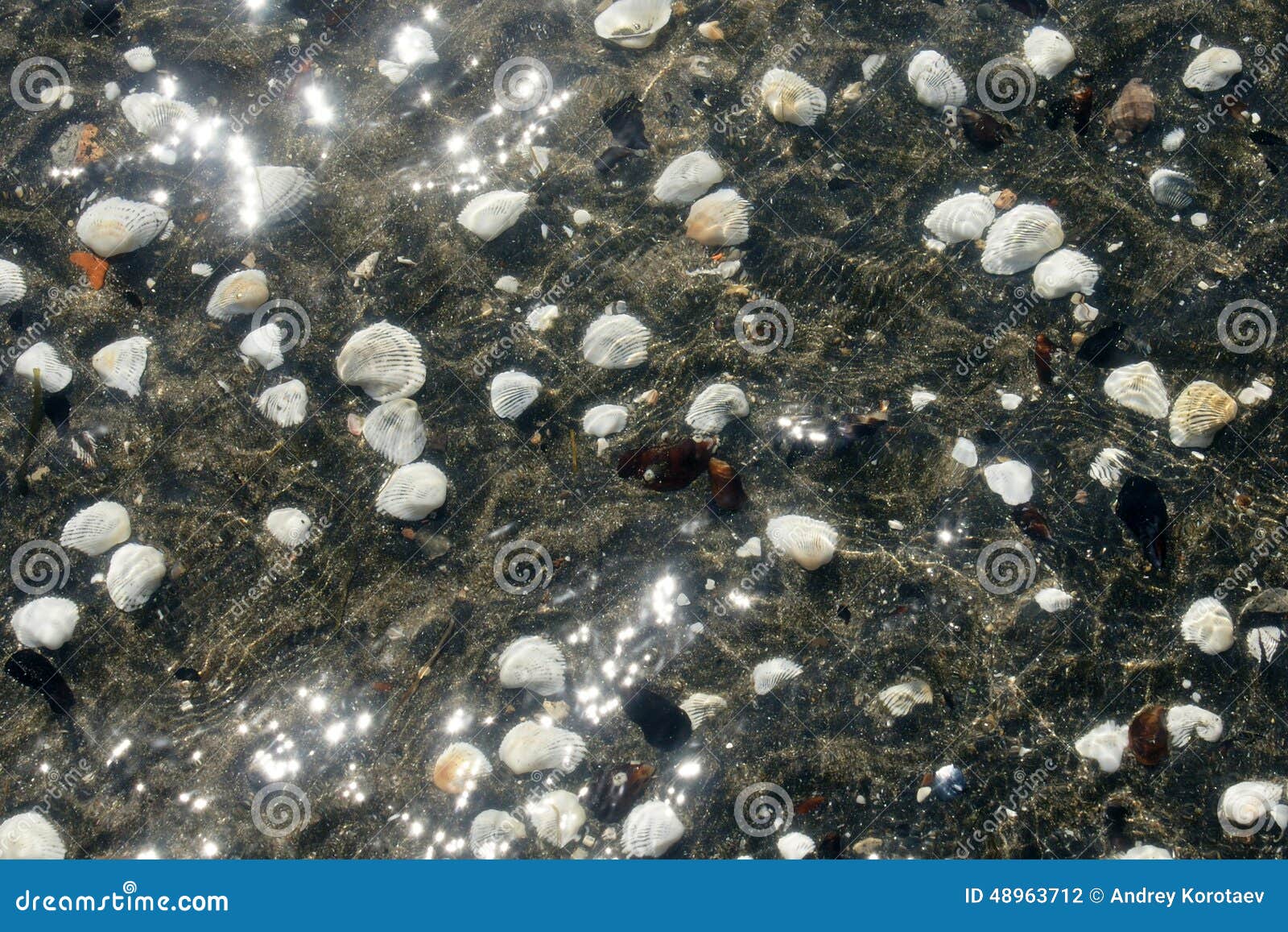 Shells in water - 9 stock photo. Image of shell, bulgaria - 48963712