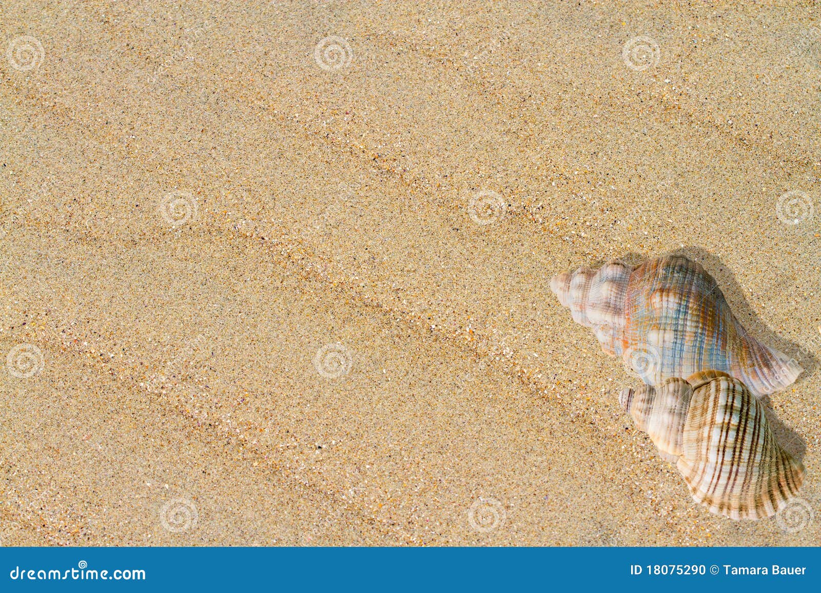 Shells and Wave Patterns on the Sand Stock Photo - Image of conch ...