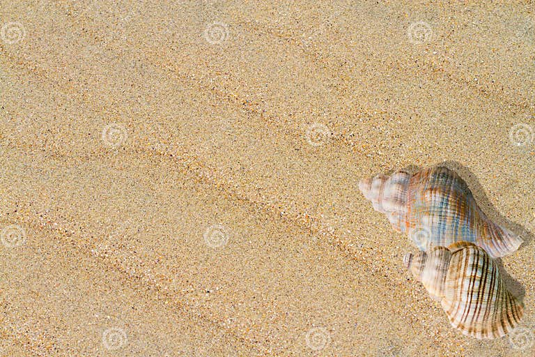 Shells and Wave Patterns on the Sand Stock Photo - Image of conch ...