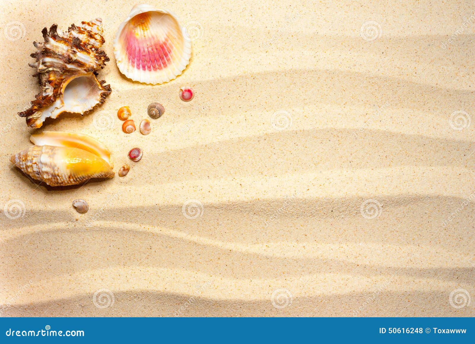 Shells on a wavy sand stock photo. Image of idyllic, beach - 50616248