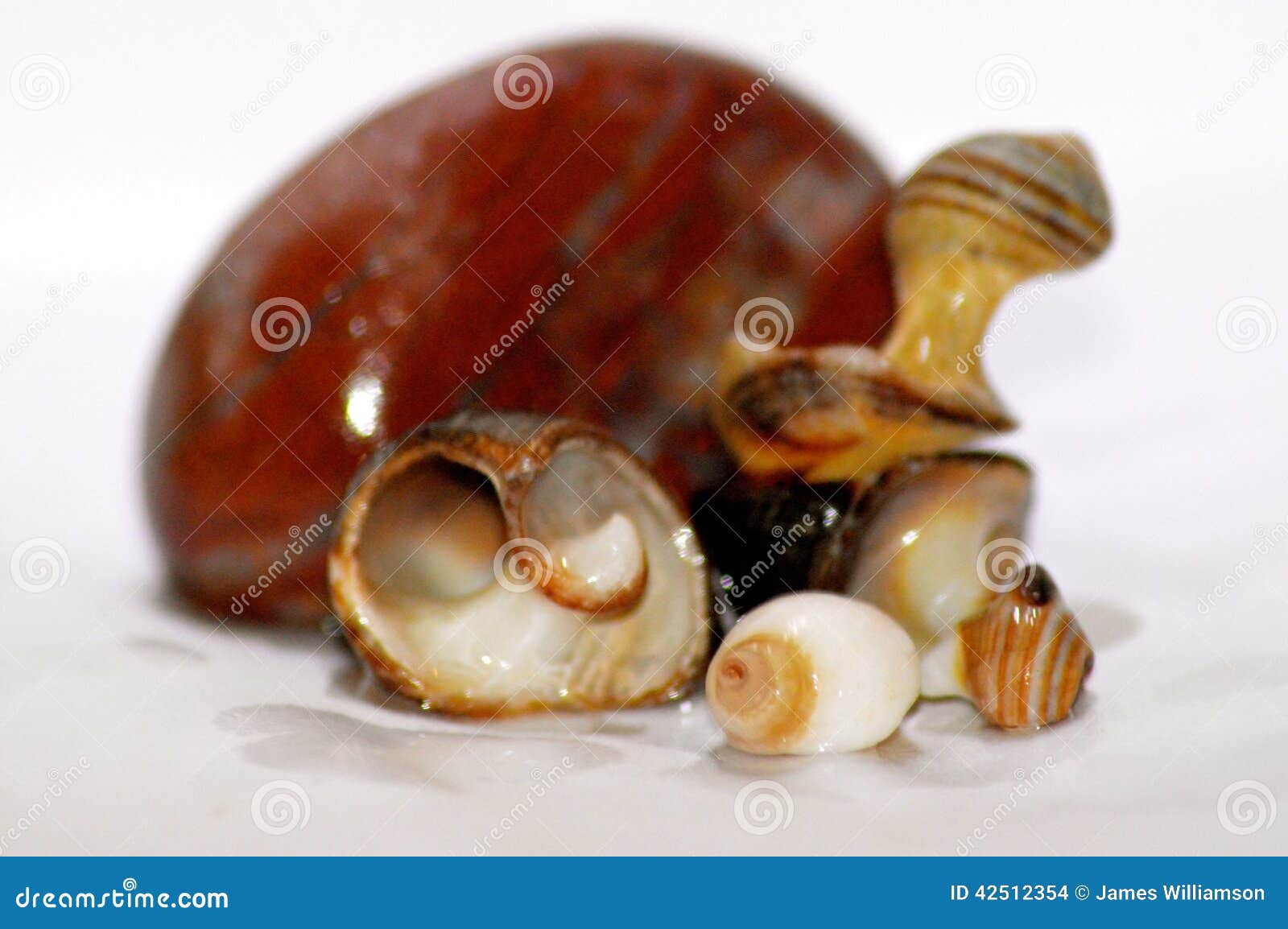 Shells stock photo. Image of seashell, conch, beach, shells - 42512354