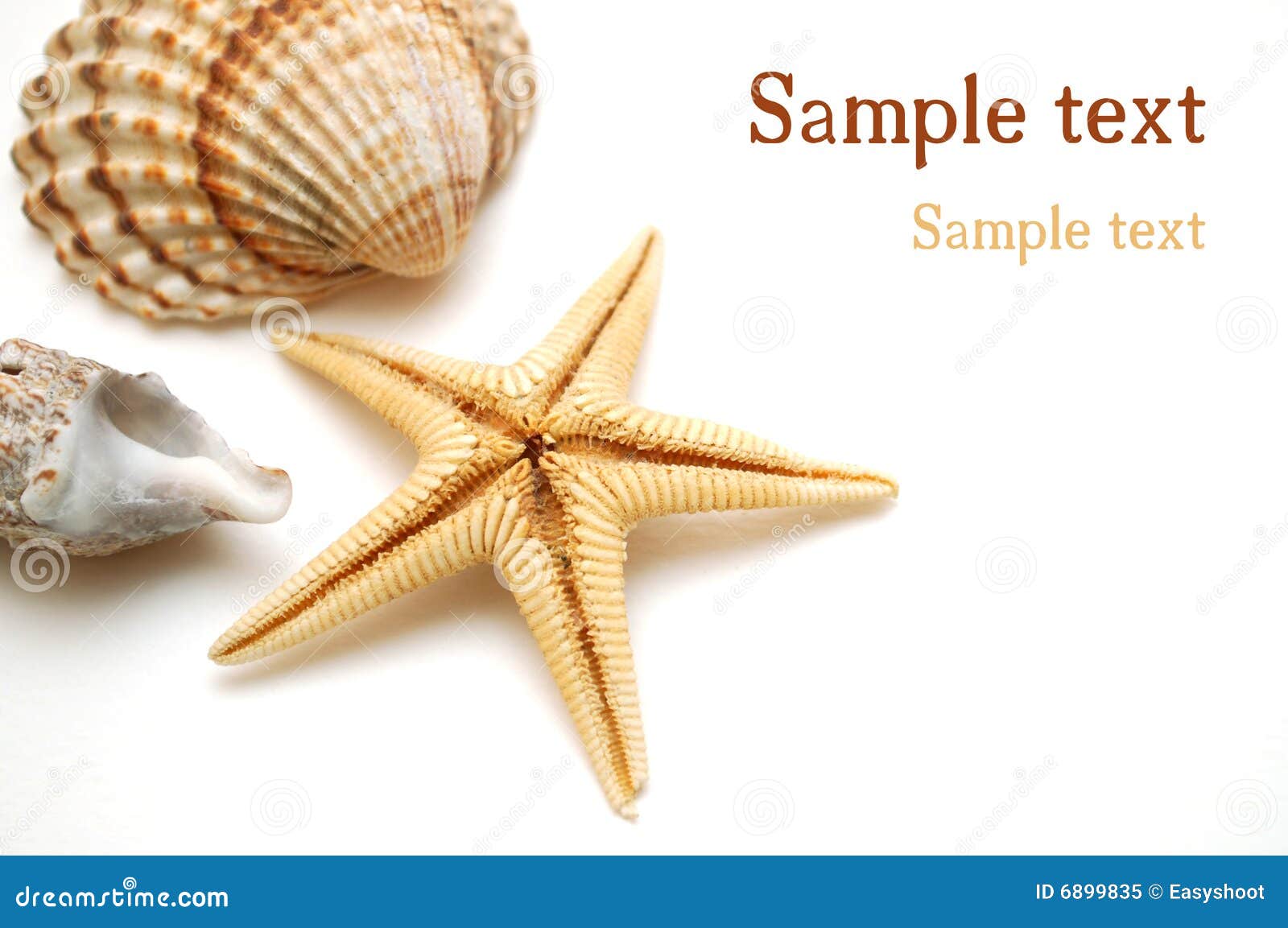 Shells on white stock image. Image of bordered, background - 6899835
