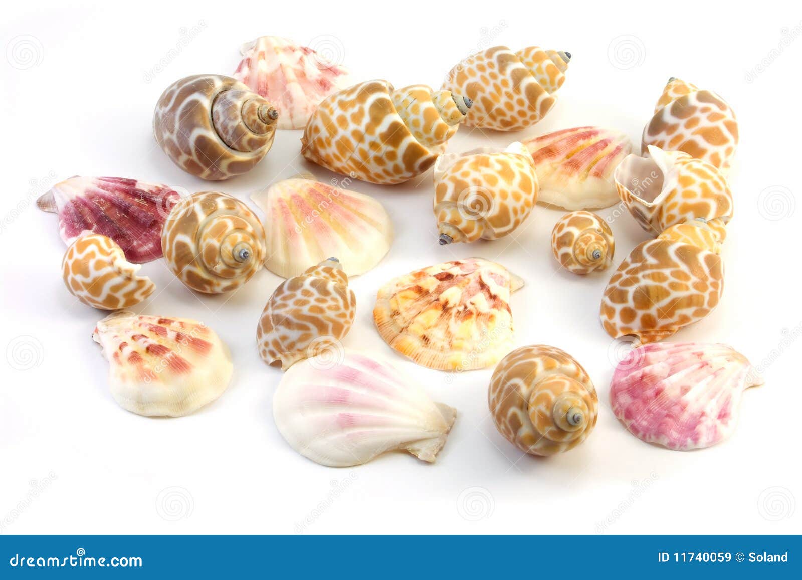 Shells on a White Background Stock Image - Image of mollusk, colored ...