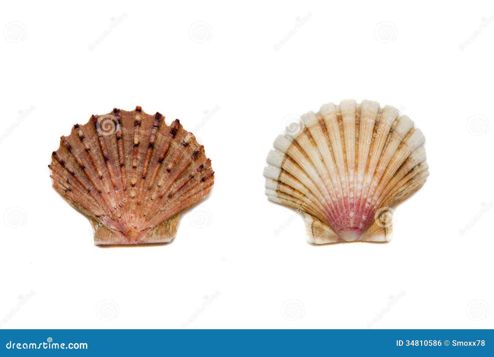 Shells on a White Background Stock Photo - Image of tropical, simple ...