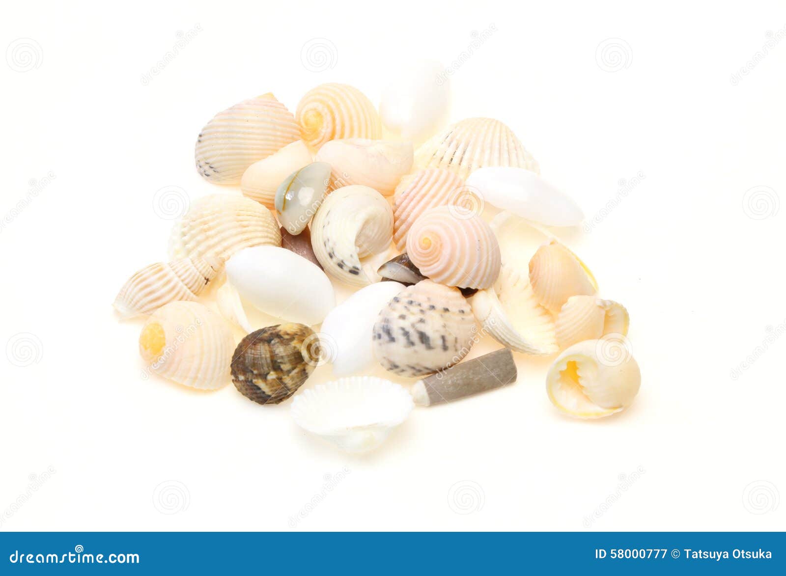 Shells in a White Background Stock Image - Image of copy, white: 58000777