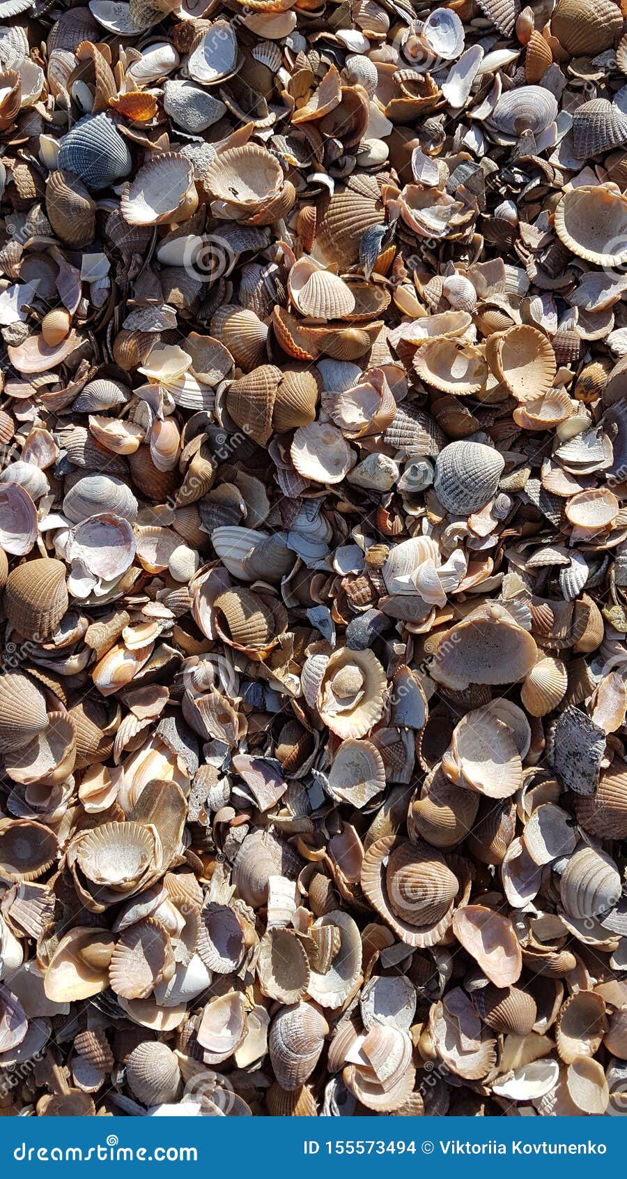 Round Shells On A Uniform Background. Snails For Design Stock Photo ...