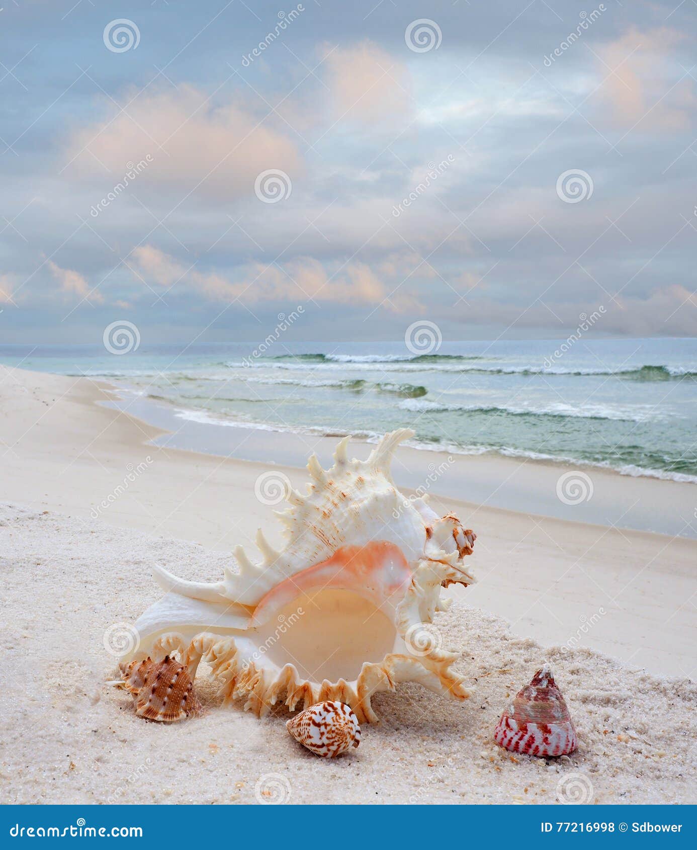 Shells on a White Sand Beach Stock Photo - Image of nature, giant: 77216998