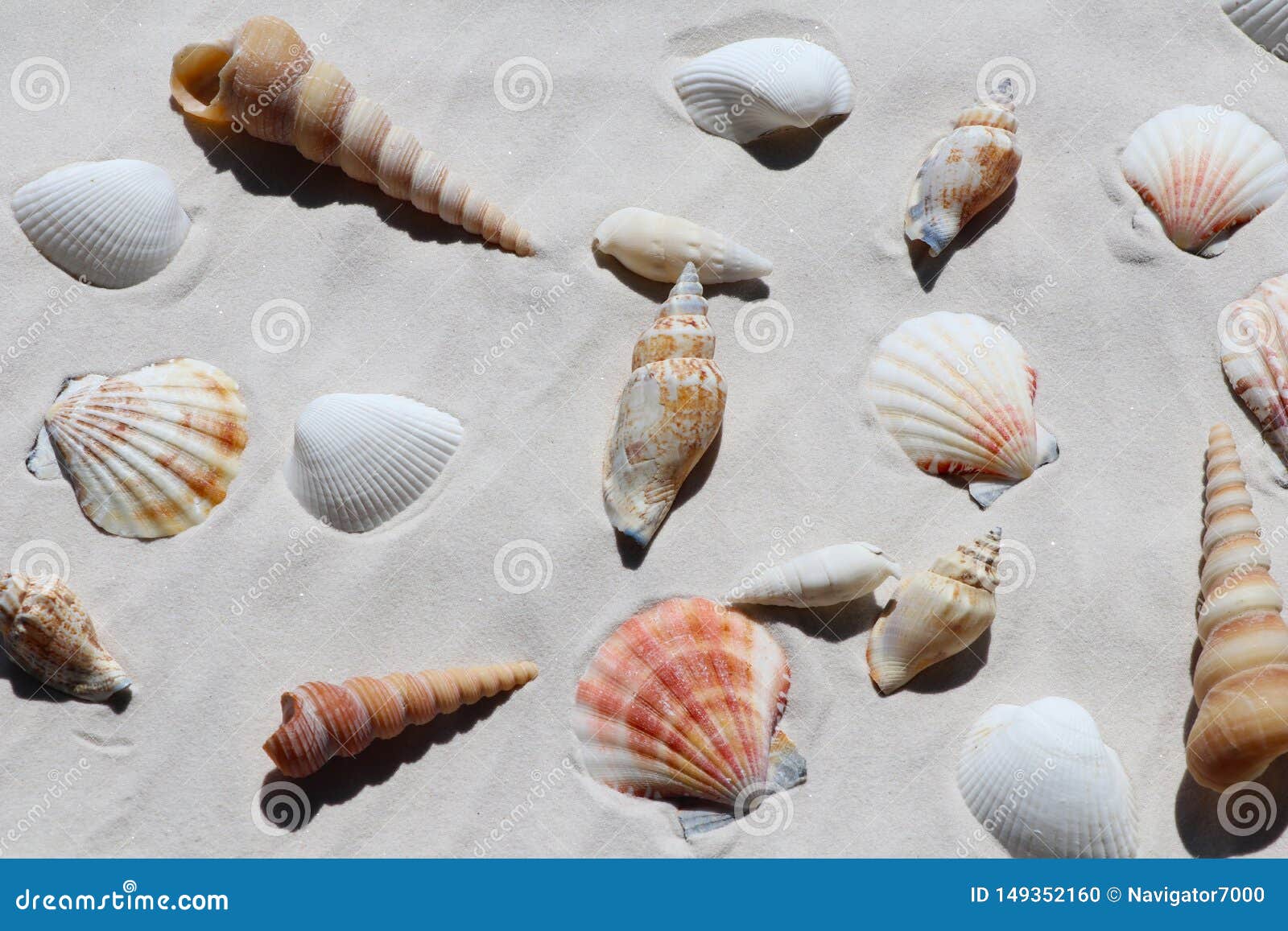 Shells on White Sand, Top View Stock Photo - Image of marine, shells ...