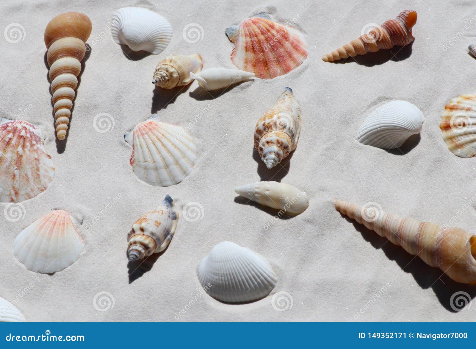 Shells on White Sand, Top View Stock Image - Image of theme, abstract ...