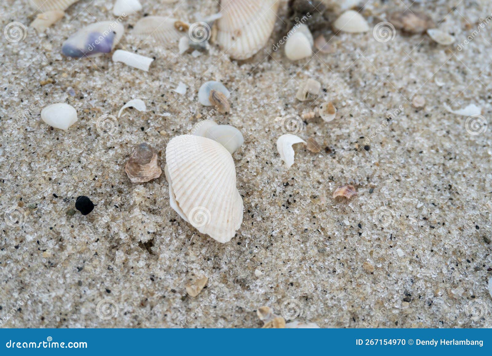 Shells on the White Sandy Beach in the Middle of Nature Stock Photo ...