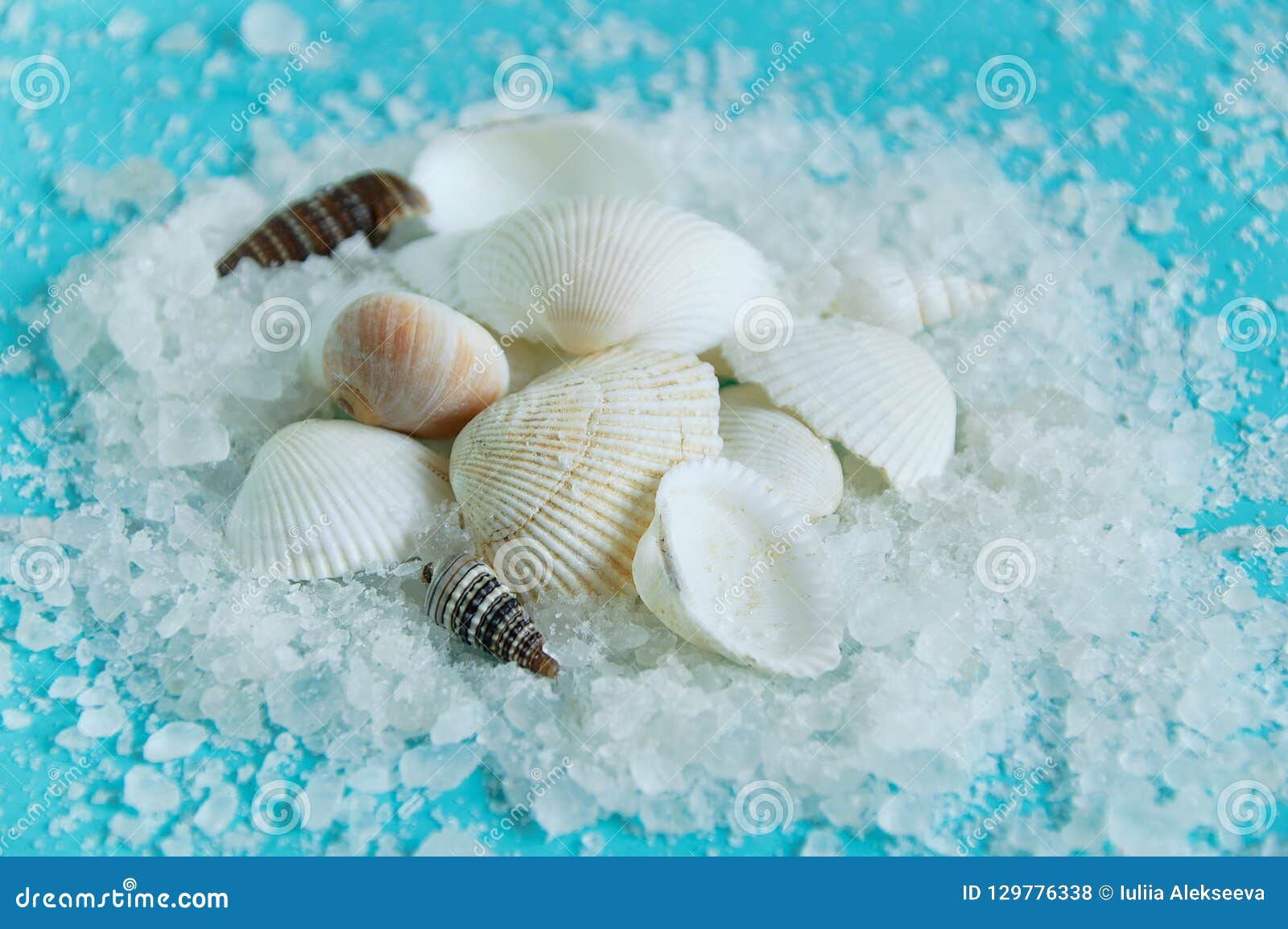 Shells on white sea salt stock photo. Image of health - 129776338