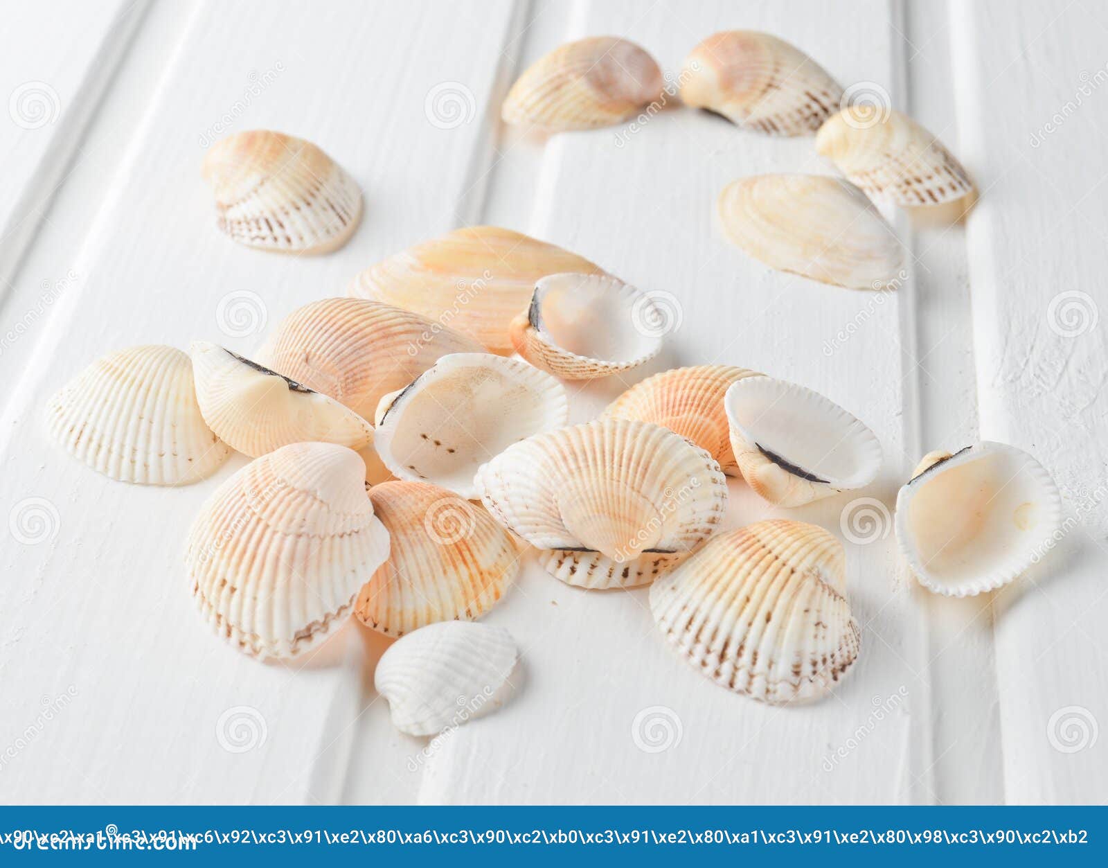 Shells on a White Wooden Surface. Stock Photo - Image of adventure ...