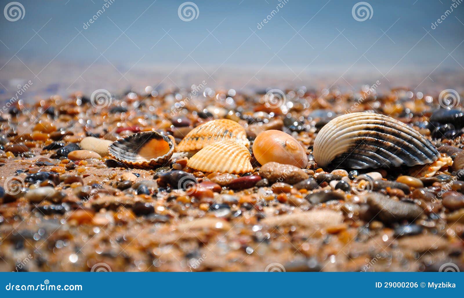 Shells on a Wild Beach (Sicily, Italy) Stock Photo - Image of calm ...
