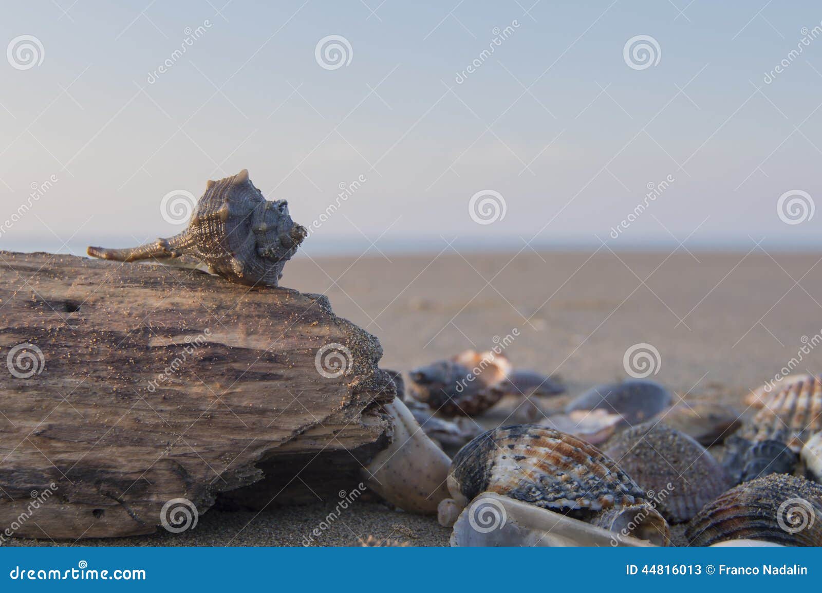 Shells and wood piece stock image. Image of shore, relaxing - 44816013