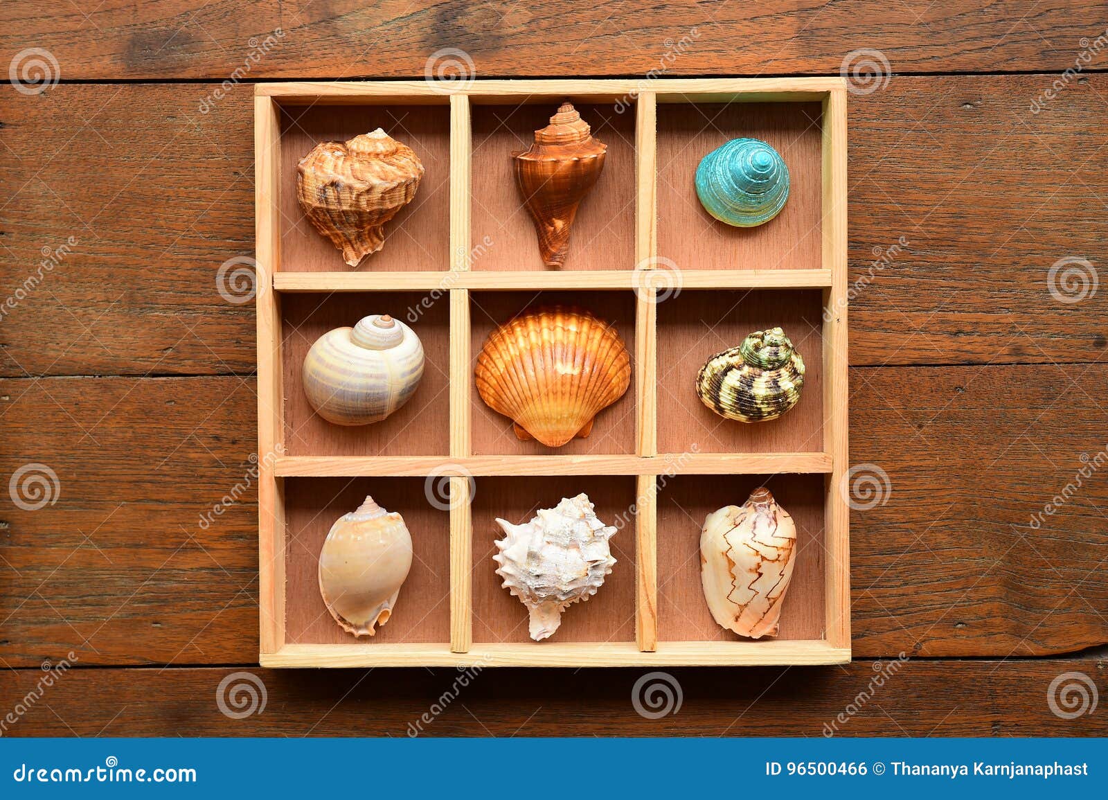 Shells in wooden box stock photo. Image of nature, beach - 96500466