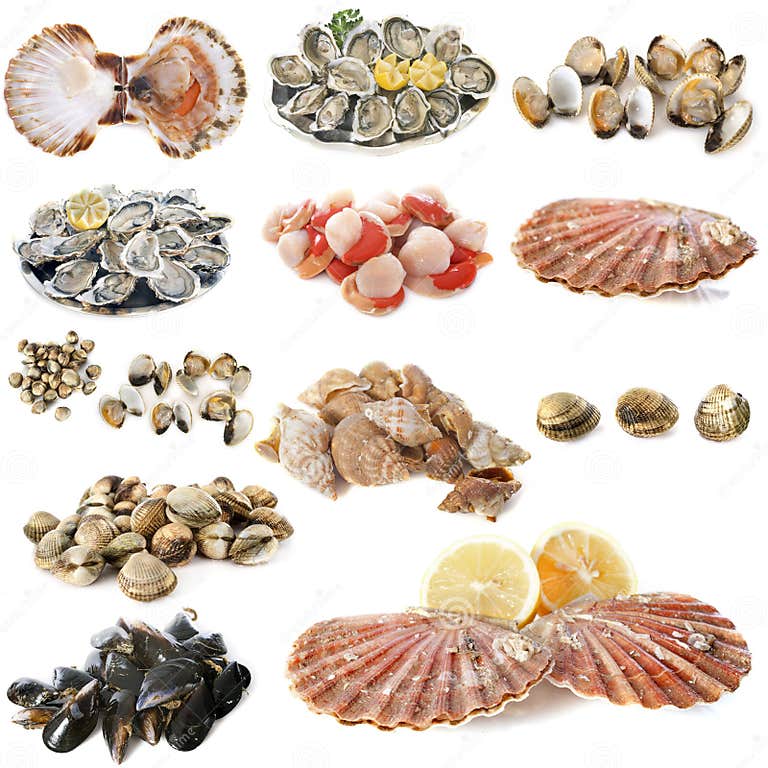Shellsfish in studio stock image. Image of shell, periwinkle - 215312545