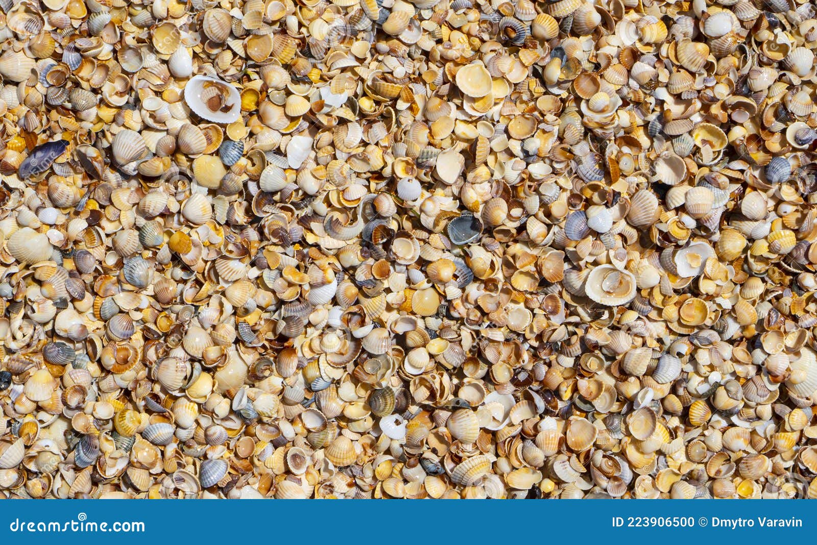 Shellstone Component Background. Stock Photo - Image of abstract ...