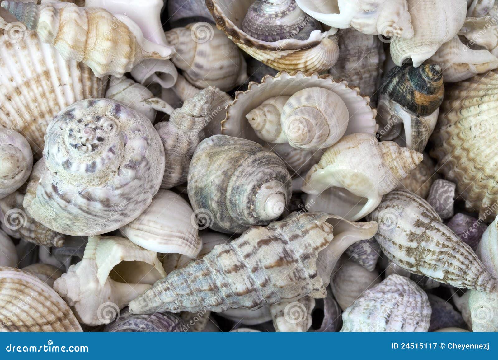 Shelly background stock image. Image of light, shelly - 24515117