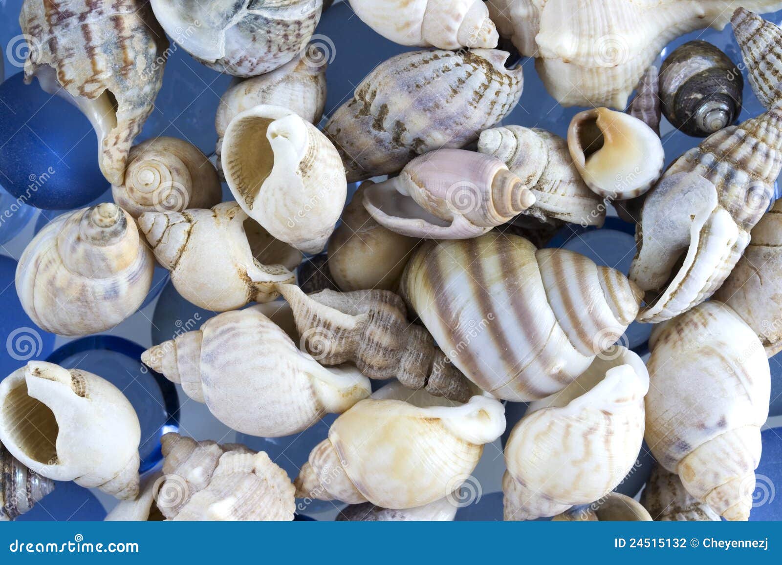 Shelly background stock photo. Image of seashell, shells - 24515132