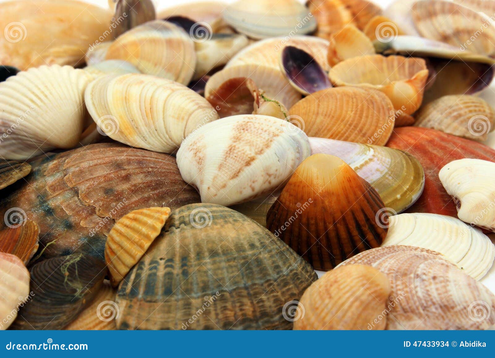 Shelly Background Stock Photography | CartoonDealer.com #24515132