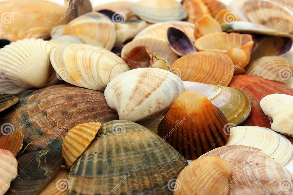 Shelly background stock photo. Image of mollusk, collection - 47433934