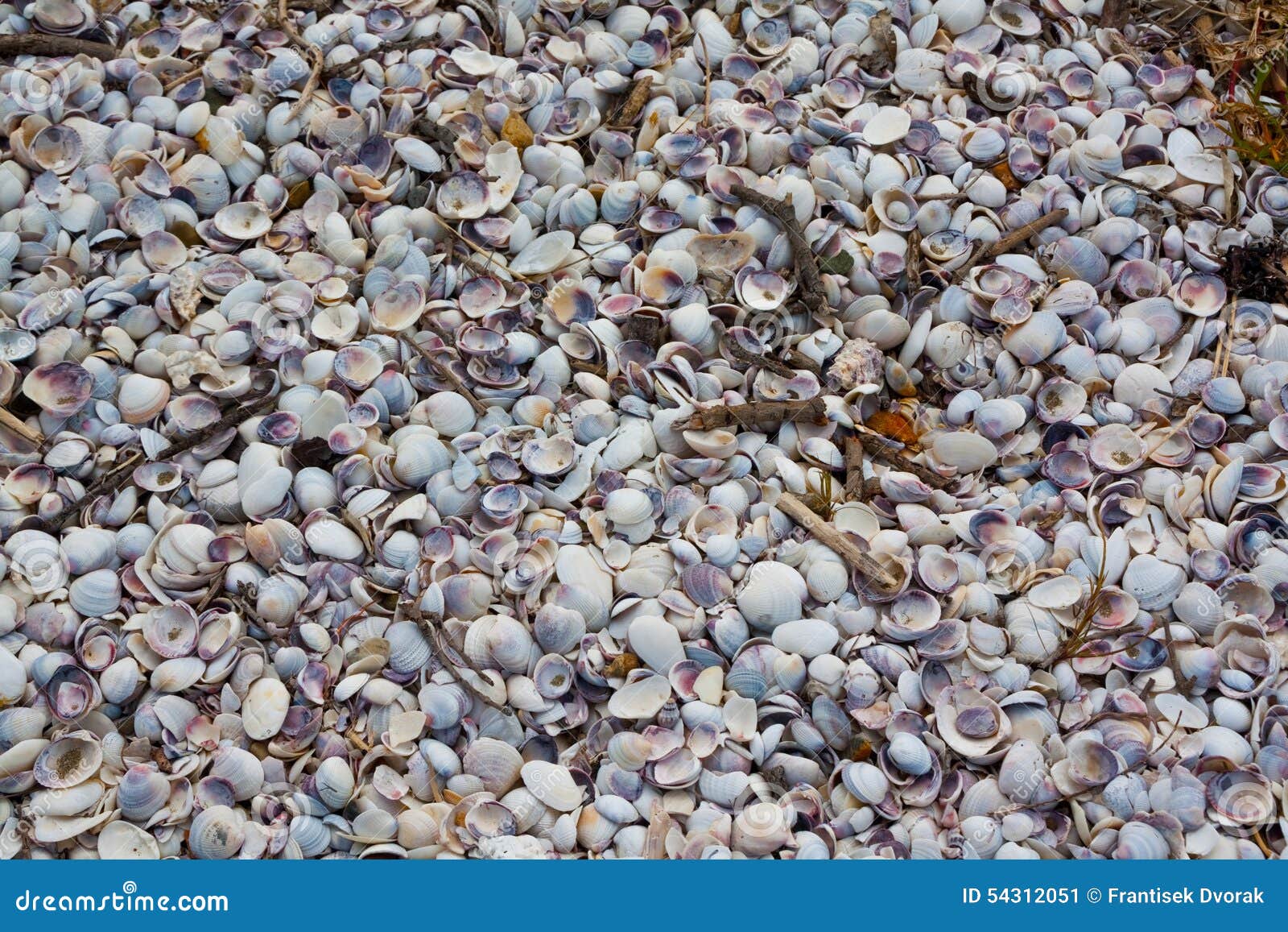 Shelly beach stock image. Image of nature, pattern, background - 54312051