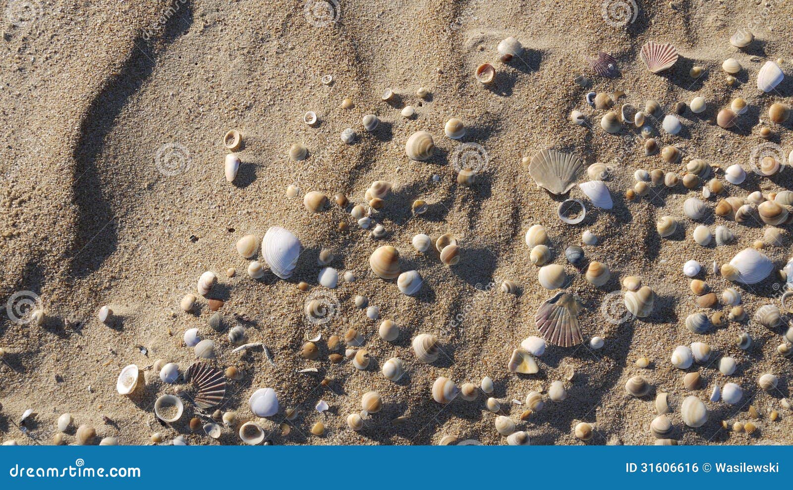 Shelly Beach stock photo. Image of shells, crustaceans - 31606616