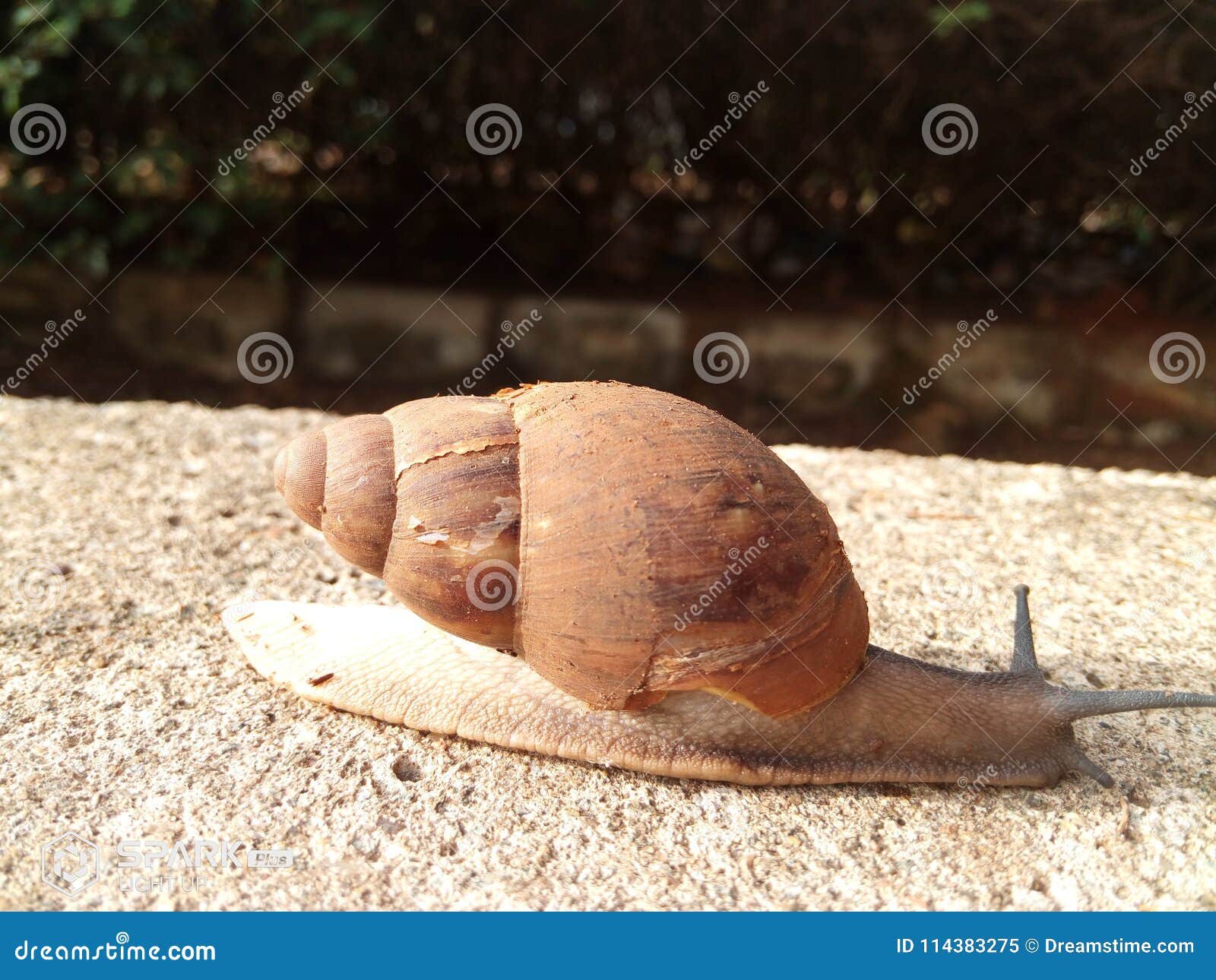 Shelly stock image. Image of nature, snail, sideview - 114383275